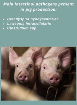 Phytogenic to control Swine Ileitis | Engormix