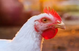 Tackle pullorum disease and fowl typhoid in breeder effectively | Engormix