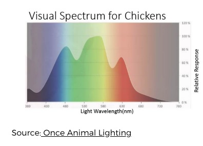 A bird's eye view: the chicken visual system - Engormix
