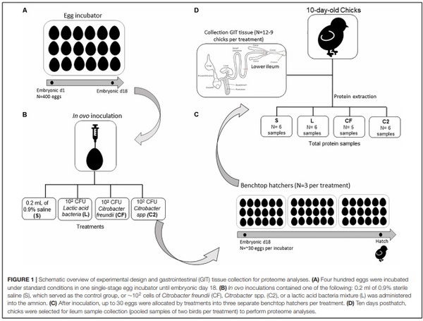 A Proteomic View of the Cross-Talk Between Early Intestinal Microbiota ...