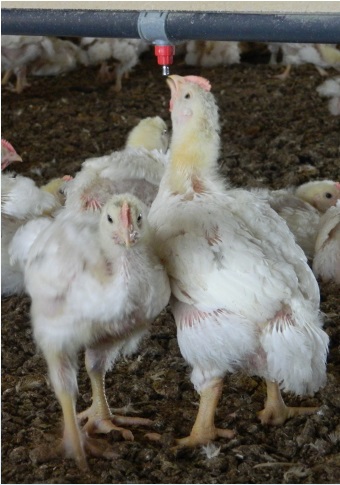 How to Collect your Water Sample and Interpret the Results for the ...