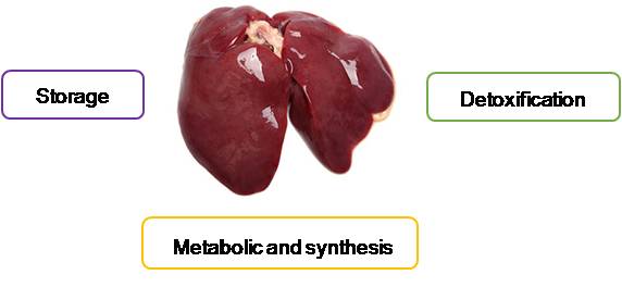 The Liver, a Key Organ in Poultry Production | Engormix