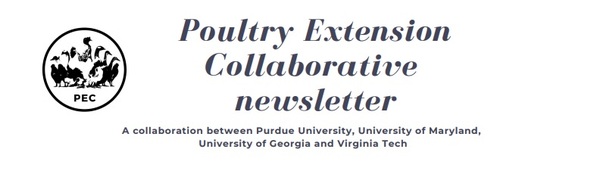 Footpad dermatitis in poultry: a common issue in commercial and ...