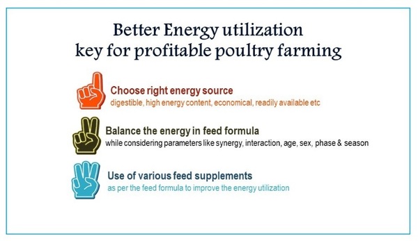 Better Energy utilization: Key for Profitable Poultry Farming - Engormix