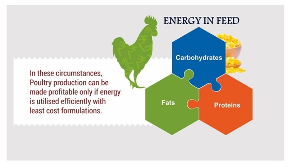 Better Energy utilization: Key for Profitable Poultry Farming - Engormix