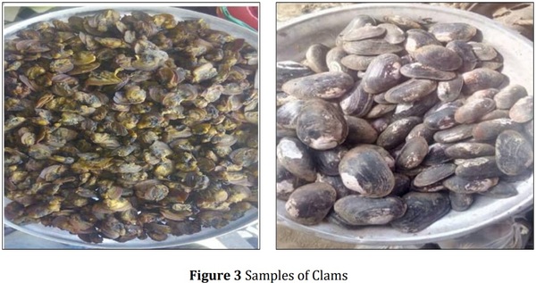 Investigation of heavy metal levels of clams (Egeria radiata) sold in ...