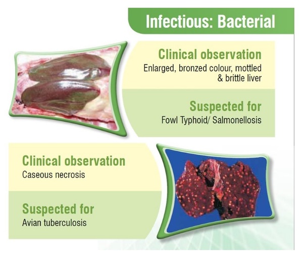 Poultry Liver: An Easy target for all Toxins… But a tough fighter too ...