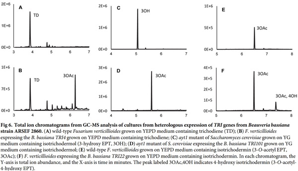 Evolution of structural diversity of trichothecenes, a family of toxins ...