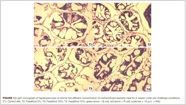 Effects of a Single Cell Protein (Methylococcus capsulatus, Bath) in ...