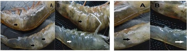 Emerging Skeletal Muscle Necrosis Diseases in Vannamei Shrimp ...