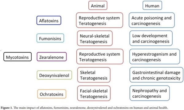 An overview of mycotoxins, their pathogenic effects, foods where they ...