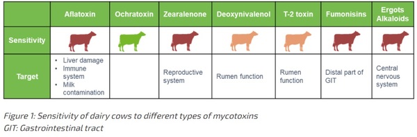 Mycotoxins in dairy cows: the role of rumen - Engormix