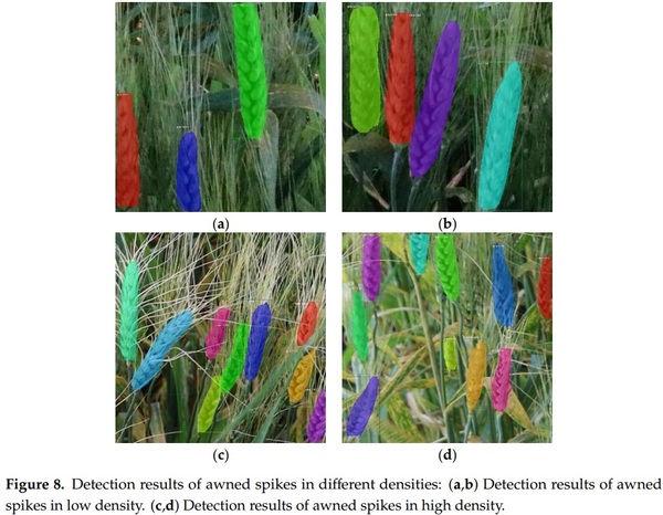 Detection of Fusarium Head Blight in Wheat Using a Deep Neural Network and Color Imaging - Engormix