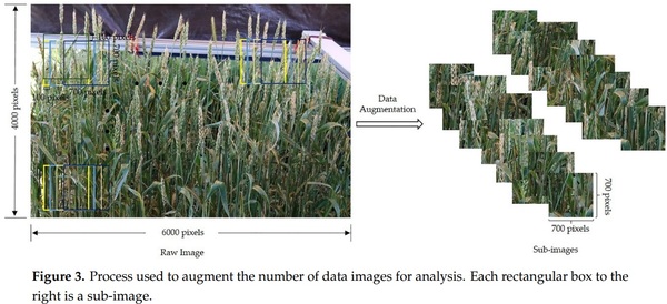 Detection of Fusarium Head Blight in Wheat Using a Deep Neural Network and Color Imaging - Engormix