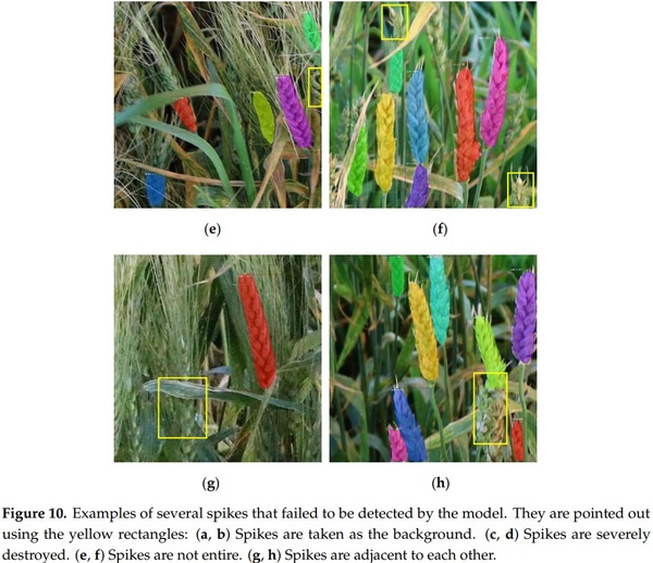 Detection of Fusarium Head Blight in Wheat Using a Deep Neural Network and Color Imaging - Engormix