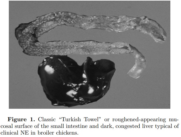 An optimist’s view on limiting necrotic enteritis and maintaining ...