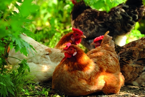 Do you feel you are protected against the challenge of a pathogen that ...