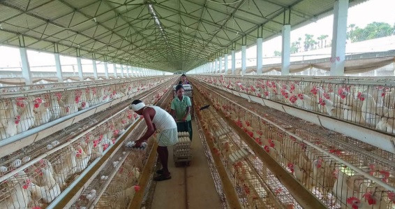 Keeping optimal control over the indoor climate of poultry houses in ...