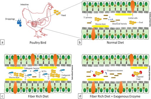 Technological advancement in poultry and livestock enzymes | Engormix