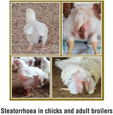 Fat Digestion and Absorption Analysis by Employing Different Kind of ...