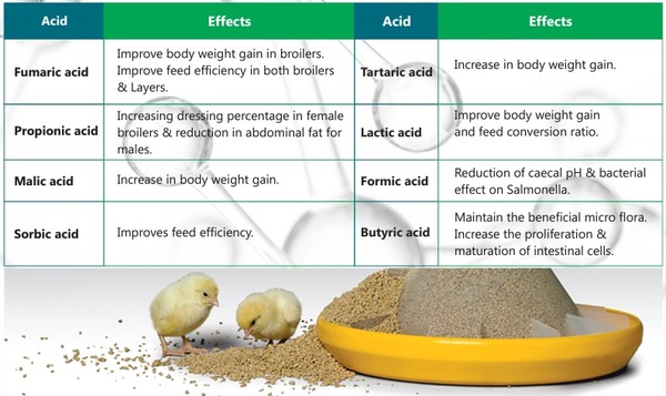 Role of acidifiers to control pathogenic microorganisms and to improve ...