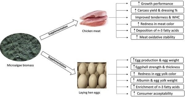 Dietary microalgae on poultry meat and eggs: explained versus unexplained effects | Engormix