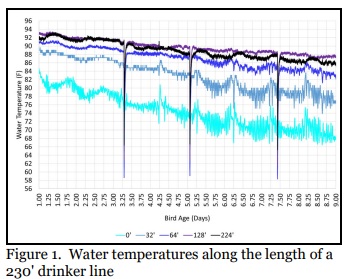 Controlling Water Temperature During Brooding | Engormix