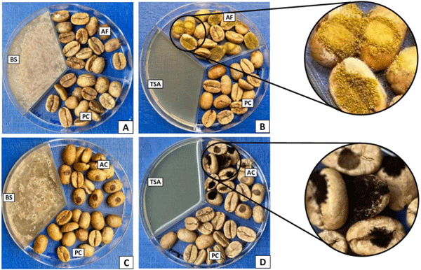 Prevalence of toxigenic fungi and mycotoxins in Arabic coffee (Coffea ...