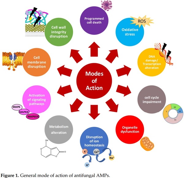 Antifungal Peptides and Proteins to Control Toxigenic Fungi and ...