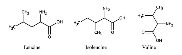 Functional role of branched chain amino acids in poultry: a review ...