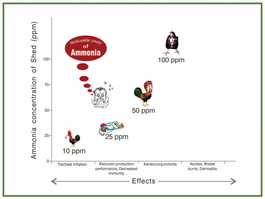 Ammonia emissions in poultry barns and management strategies | Engormix