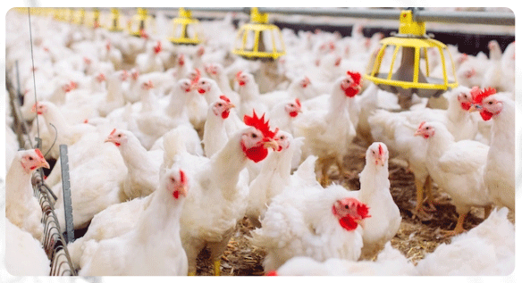 Protective matrix of acidifier for sustainable acidification in poultry ...