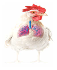 Efficacy of phytogenic formulation (Animunin) for the management of ...