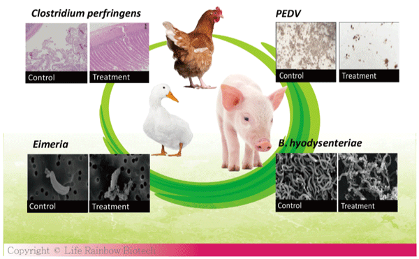Optimizing gut health in poultry by BSFP | Engormix