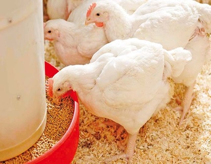 Energy - one of the most elusive and expensive nutrient for poultry ...