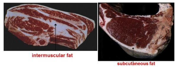 Do cows with similar body condition scores have similar fat reserves ...