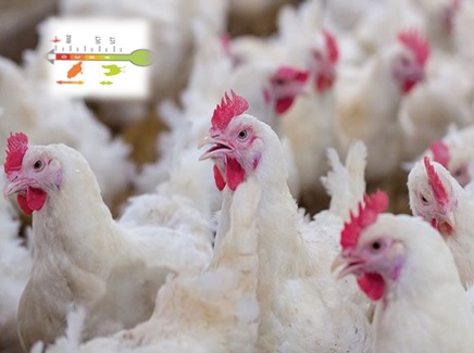 Reducing stress susceptibility in poultry with natural heat stable ...