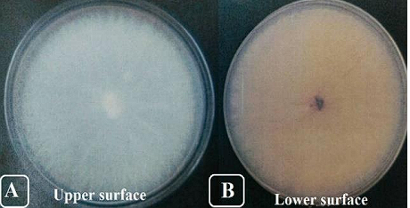 Identification and Production of Beauvericin by Fusarium ...