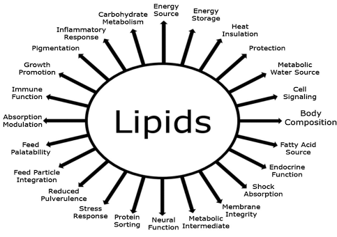 Physiology of lipid digestion and absorption in poultry | Engormix
