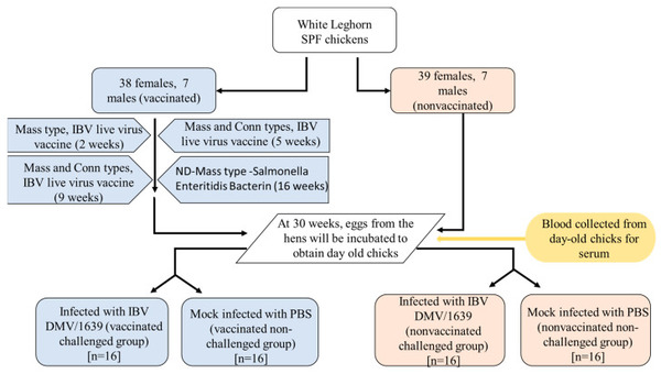 Protection against IBV infection | Engormix