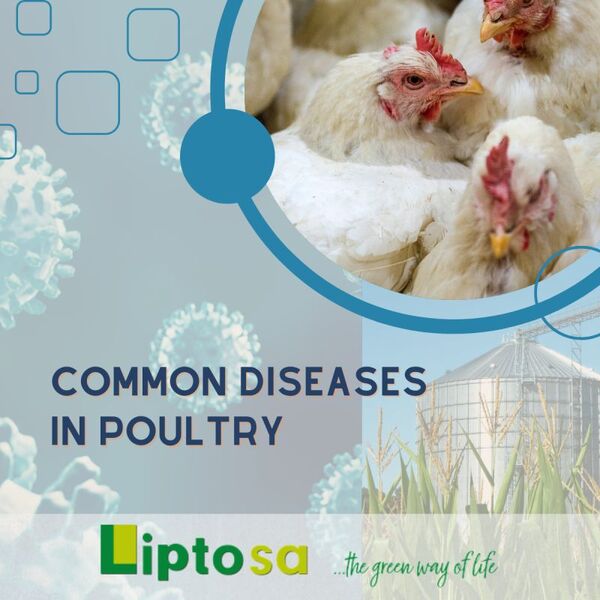 Common diseases in Poultry | Engormix