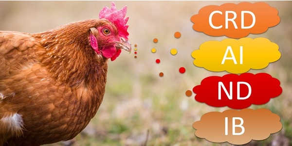 Poultry Respiratory Diseases: Symptoms, Treatment, and Prevention ...