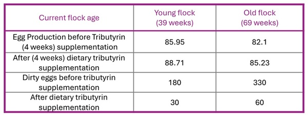 Dirty egg problem solved by dietary tributyrin supplementation in layers | Engormix