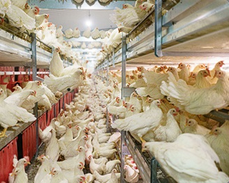 Pullets to Layers – Ensuring a Smooth Transition in Cage-Free Systems ...