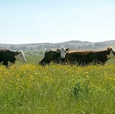 Understanding and Applying Compensatory Growth in Cattle | Engormix