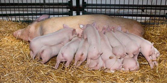 The Complete Guide to Sow Management and Feed Additives for Swine ...