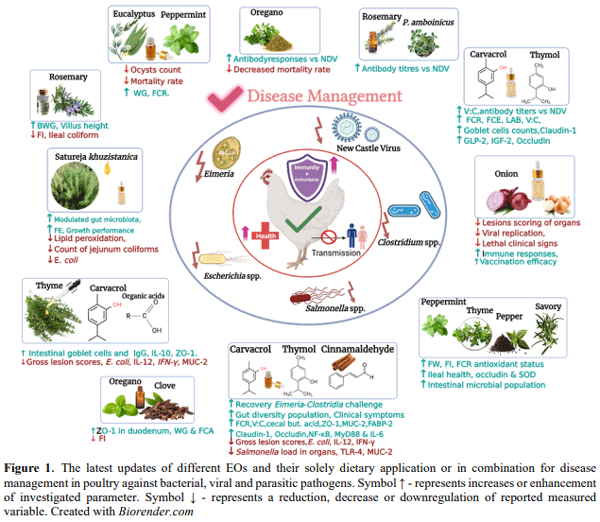 An Overview of Advanced Use of Essential Oils for Poultry Health and ...