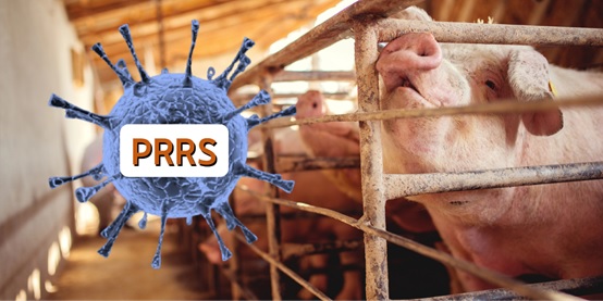 Understanding PRRS: Causes, Symptoms, and Management | Engormix