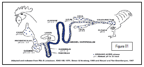 Integridade intestinal de frangos de corte quanto ao uso de novos ...