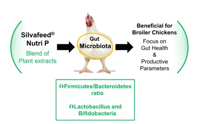 Modulation of Gut Microbiota in Broilers: Silvafeed® Nutri P | Engormix